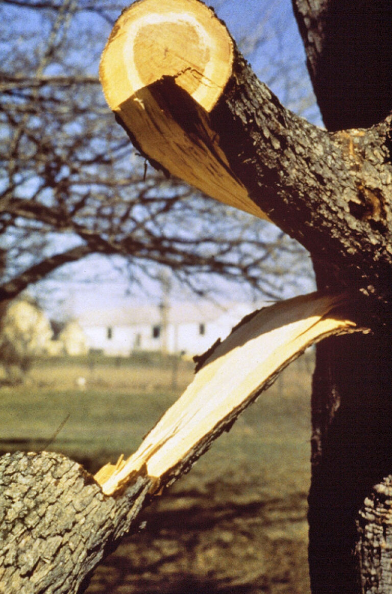 Pruning Cuts to Avoid - ArborTIMES